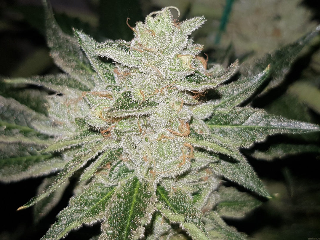 Flower – Planet Nug